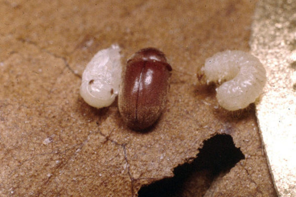 Cigar Care - Casa Habano